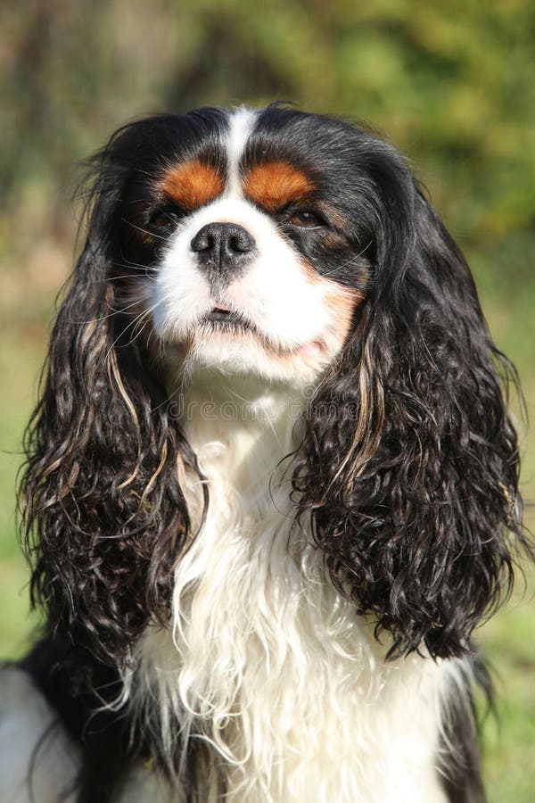 Arrogante Koning Charles Spaniel in De Tuin Stock Foto - Image of ...