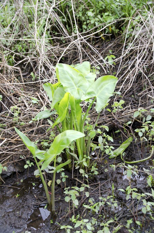 162 Arrow Arum Plant Stock Photos - Free & Royalty-Free Stock Photos ...