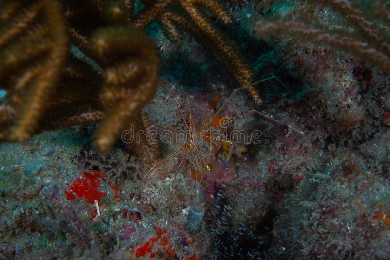 Arrow Crab stock image. Image of awaits, crab, base - 292579103