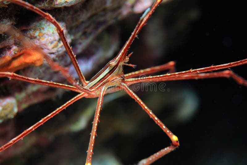 Arrow crab stock photo. Image of deep, gran, inachidae - 31691578