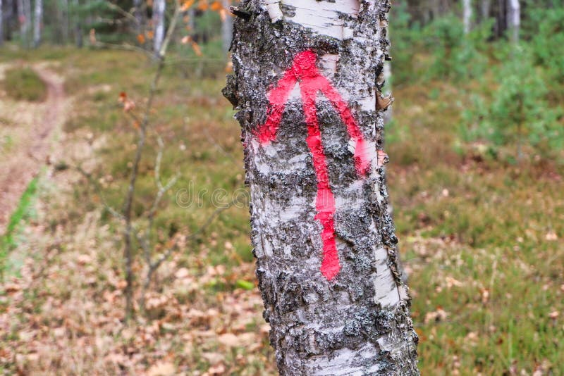 Arrow or Direction Sign on a Tree Trunk with Bright Paint. Stock Photo ...