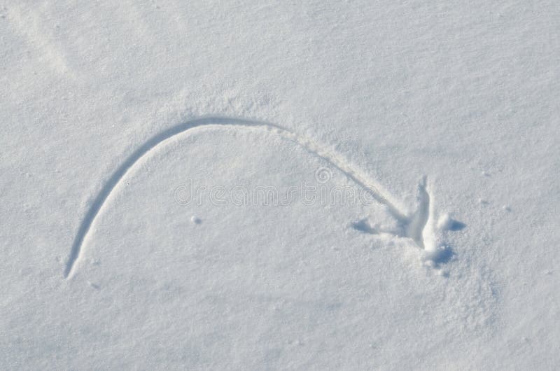 Arrow in snow stock photo. Image of czech, season, blizzard - 51302730