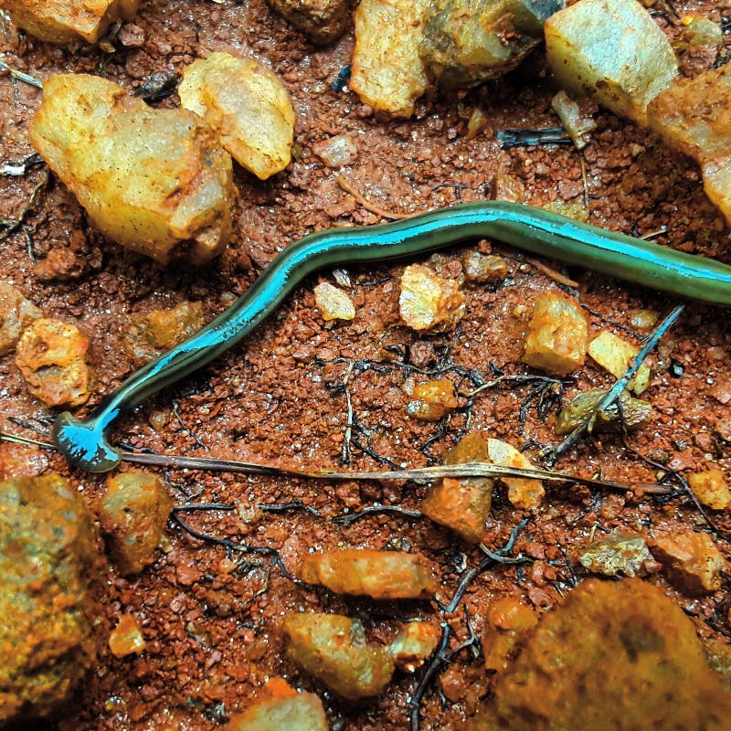 Arrow Head Amazon Water Flower Blooming in Park Stock Image - Image of ...