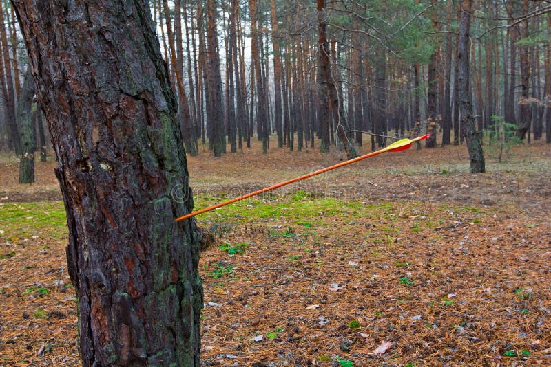 Arrow hit a tree stock photo. Image of park, precision - 25694072