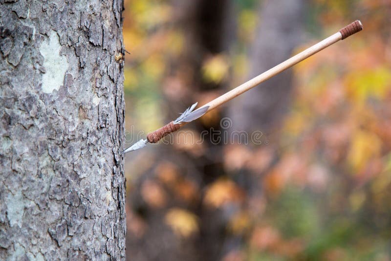 Arrow hit a tree stock image. Image of feather, primal - 183415357