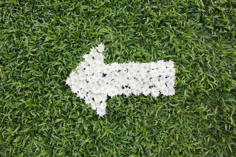 Daisy arrow stock photo. Image of moving, leaf, ecology - 25013956