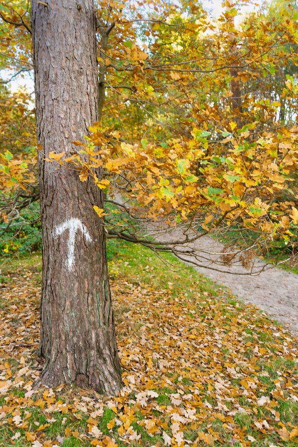 Arrow Painted on Tree in Forest Stock Photo - Image of orange, bark ...