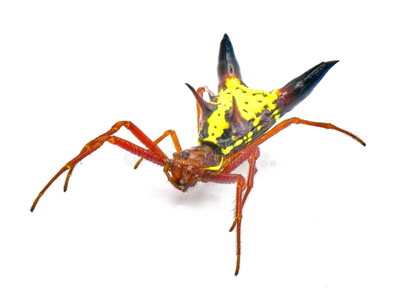 Arrow Shaped Micrathena Orbweaver or Orb Weaver Spider - Micrathena ...