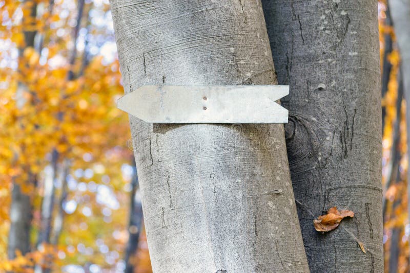 Arrow sign on a tree stock image. Image of point, wooden - 27742739