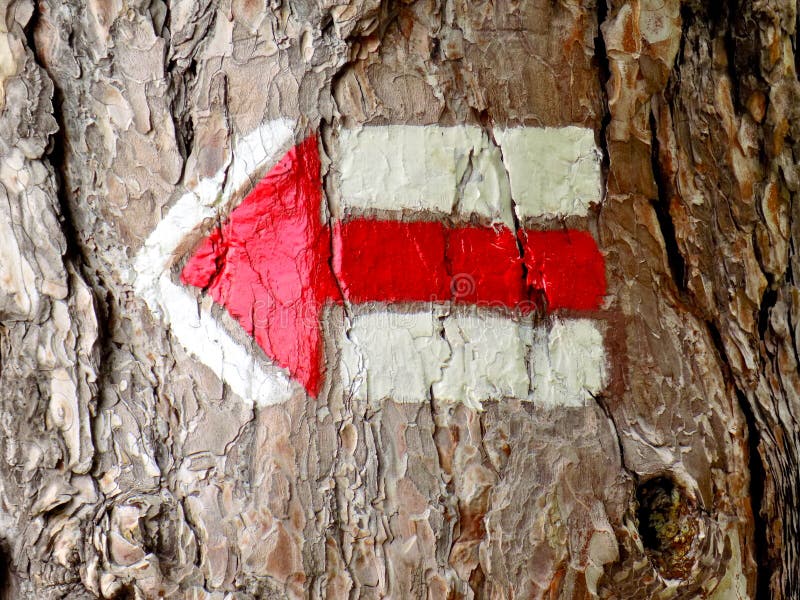 Arrow on the tree stock photo. Image of tree, environ - 10450932