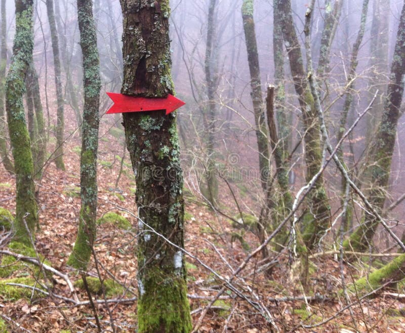 Arrow on the tree stock photo. Image of early, piece - 82553344