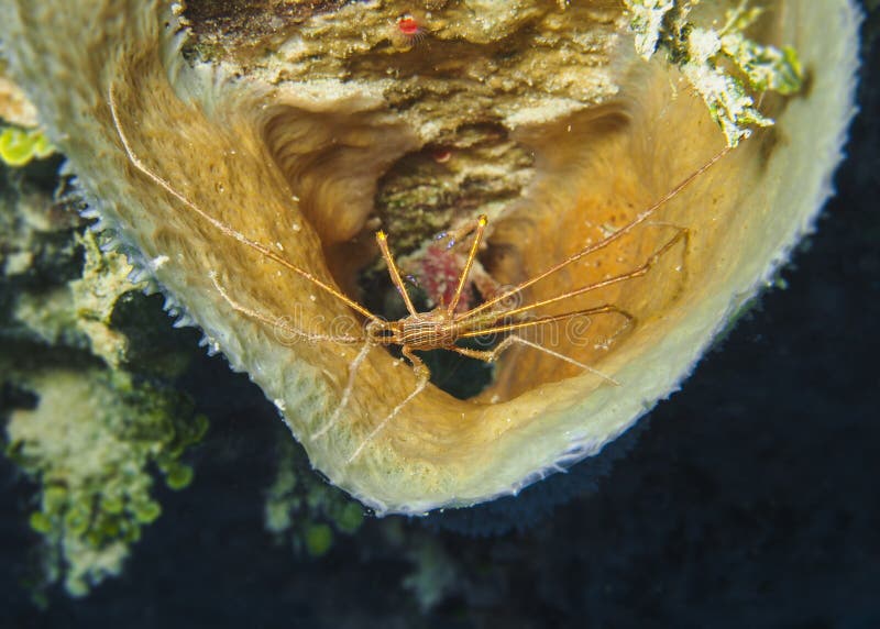 Arrowhead Crab in an Azure Vase Sponge - Roatan, Honduras Stock Image ...