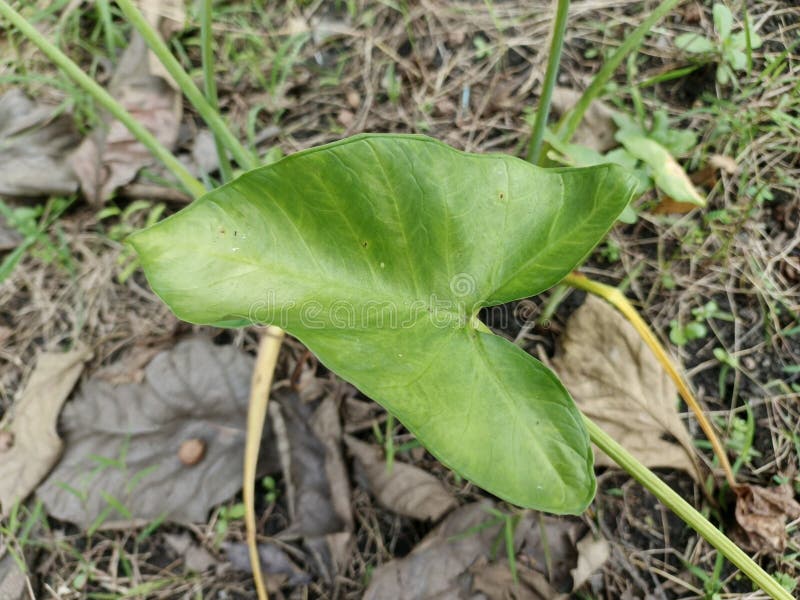 Arrowhead Plant,arrowhead Vine Stock Photo - Image of concept, green ...