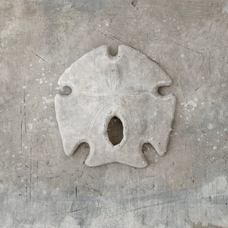 Starfish Seashell stock image. Image of texture, seashell - 23534469