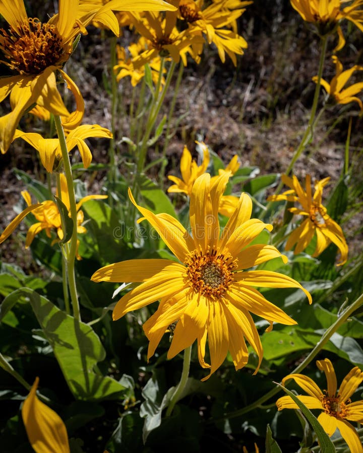 Arrowleaf Balsamroot Flower Closeup in Spring Stock Photo - Image of ...