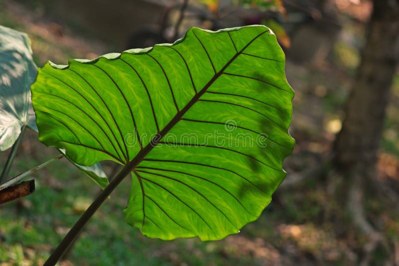 Arrowleaf Elephant Ear,tropical Flowering Plant Stock Image - Image of ...