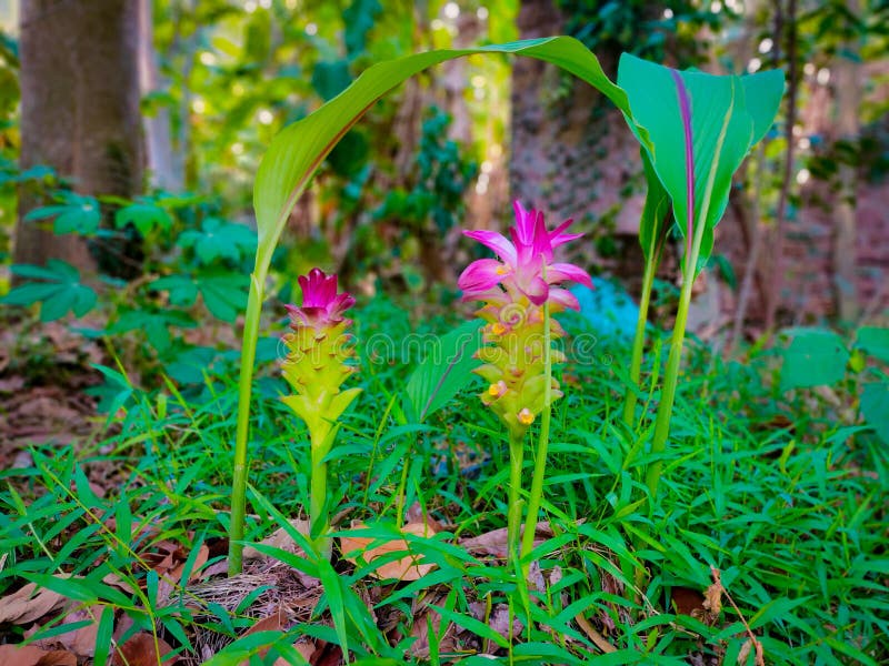 Arrowroot flower stock photo. Image of place, garden - 183632706