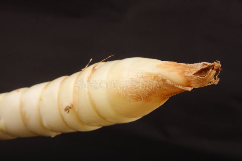 Arrowroot tuber. stock image. Image of medicine, palm - 50840881