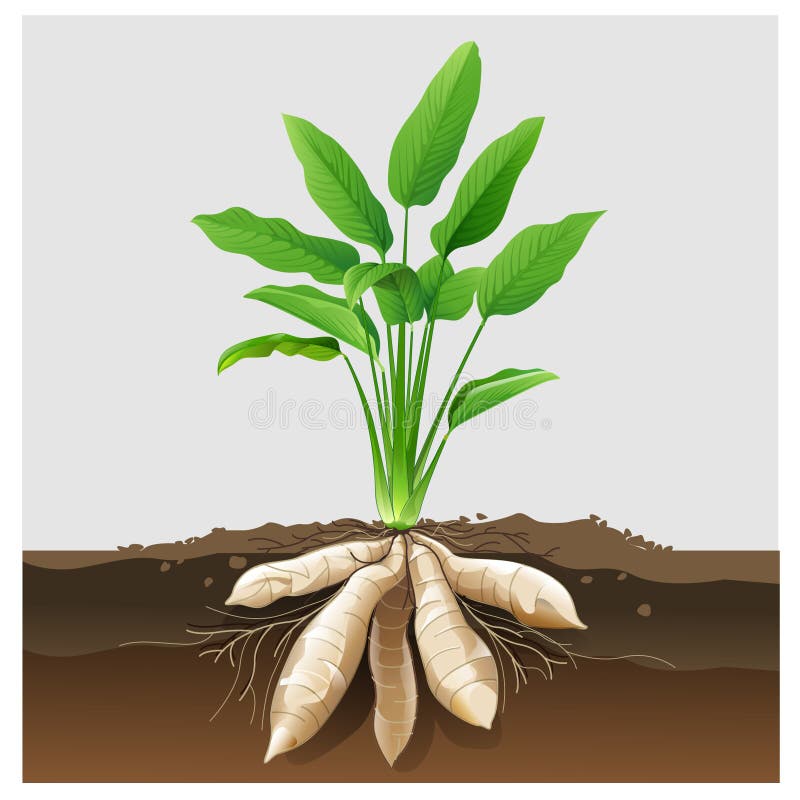 Arrowroot tuber plant stock vector. Illustration of dessert - 227850009
