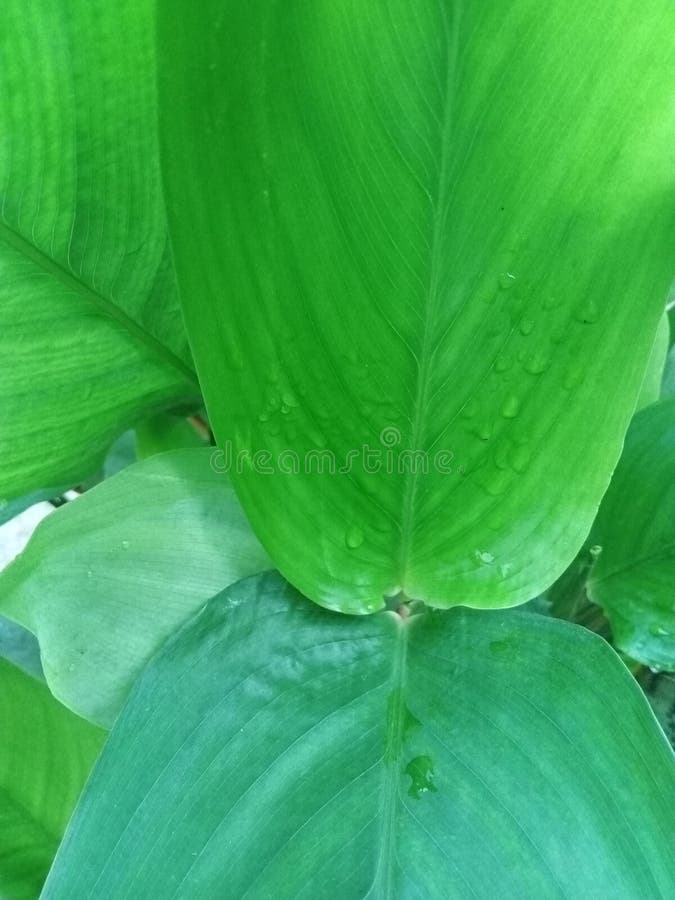 Arrowroot is a Type of Herb that Produces Edible Tubers. Stock Photo ...