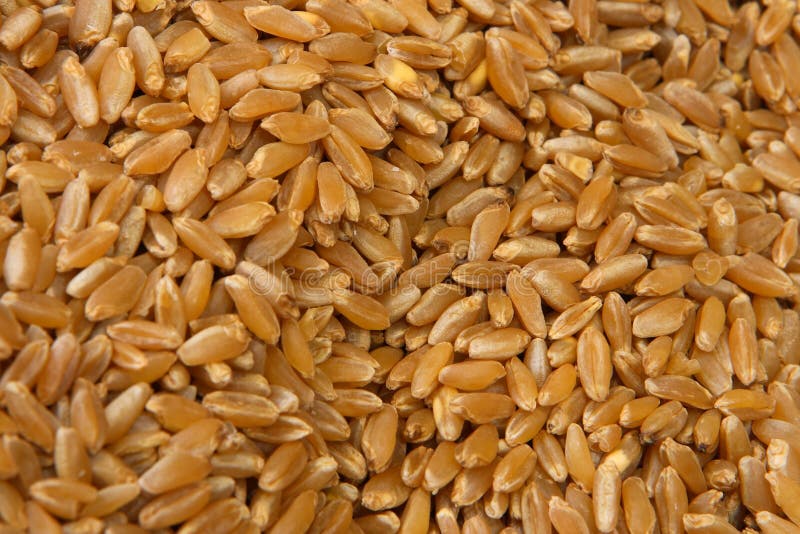 Arroz imagen de archivo. Imagen de venta, dietético, cortocircuito ...