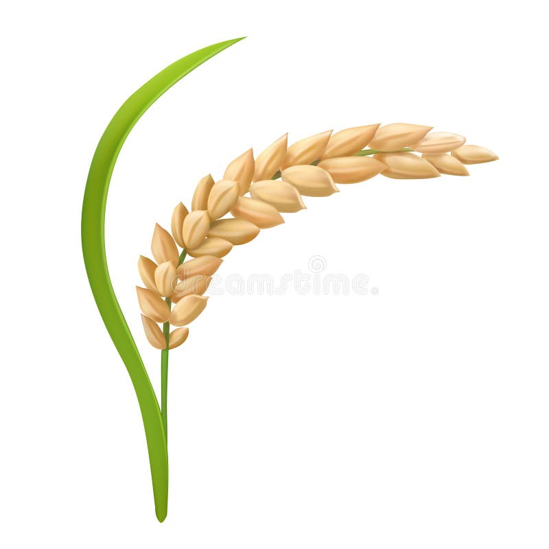 Arroz Ilustración Del Vector Ilustración del Vector - Ilustración de ...