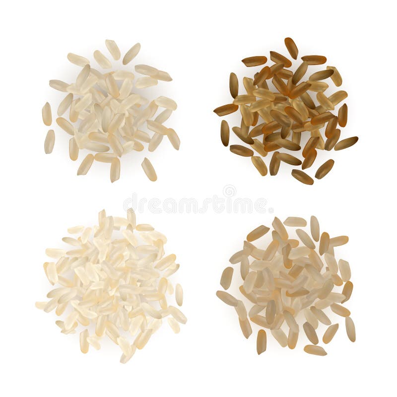 Arroz Realista Del Vector Aislado Ilustración del Vector - Ilustración ...