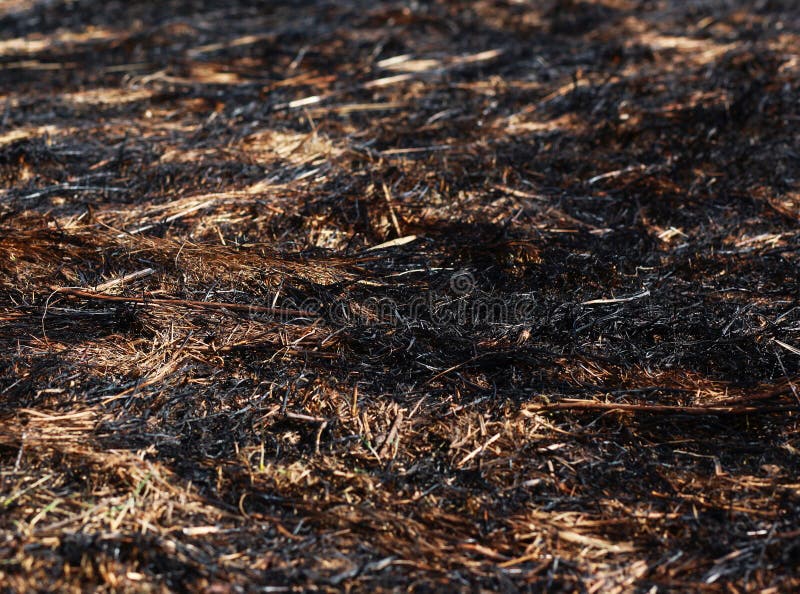 Burned Grass From Fire. Brown Natural Background. Burned Land, Grass ...