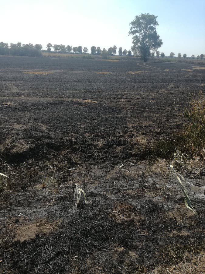 Arson field stock photo. Image of field, arson, fire - 159875558