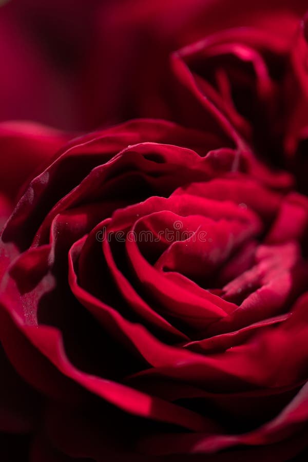 Art Abstract Background of Stunning Deep Red-purple Rose . Extreme ...