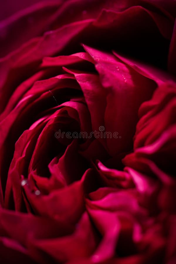Art Abstract Background of Stunning Deep Red-purple Rose . Extreme ...