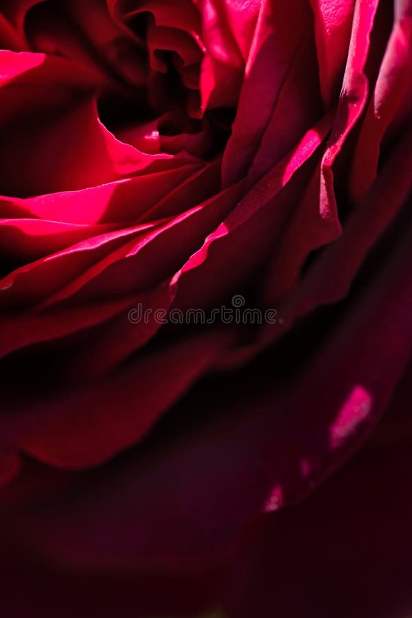 Art Abstract Background of Stunning Deep Red-purple Rose . Extreme ...