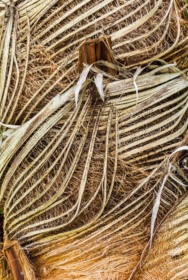 Art Abstract of Coconut Leaf Sheath Stock Photo - Image of light ...
