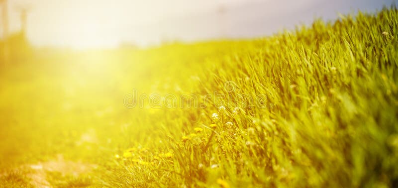 Art Abstract Spring Background or Summer Background with Fresh Grass ...