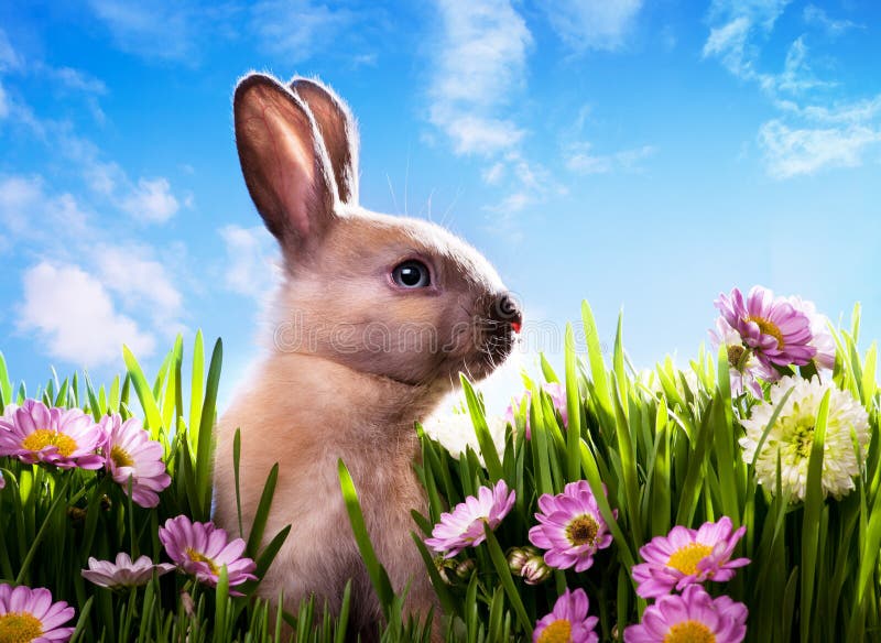 Art Baby Easter Bunny on Spring Green Grass Stock Photo - Image of ...