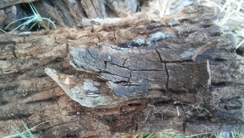Art bark wood drying stock image. Image of formation - 192731391