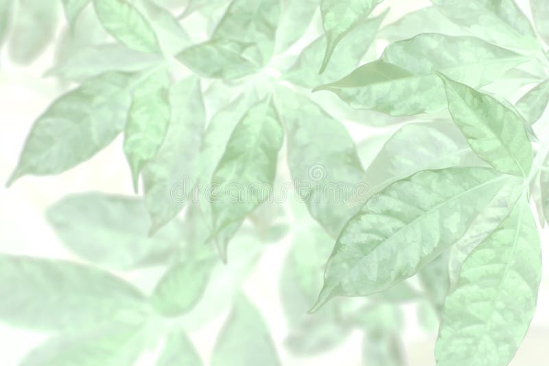 Art of the Beautiful Green Leaf Close Up. Stock Image - Image of ...