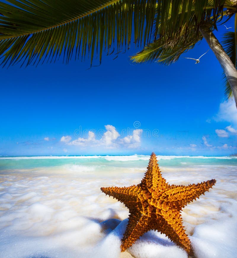 Art Beautiful Sea Star on the Beach Stock Photo - Image of exotic ...