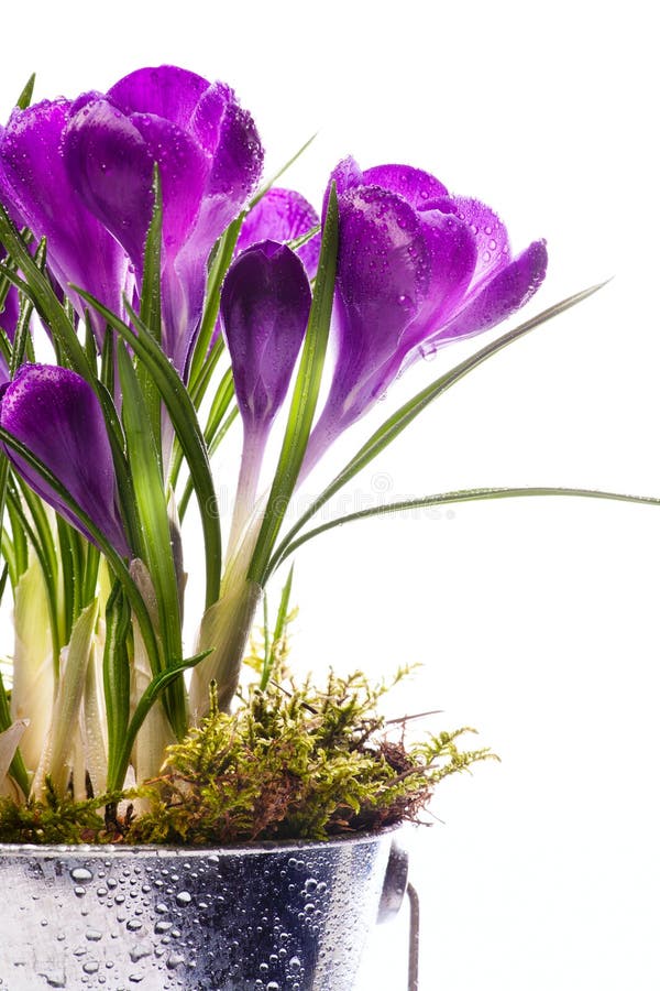Art Beautiful Spring Flowers Isolated Background Stock Photo - Image of ...
