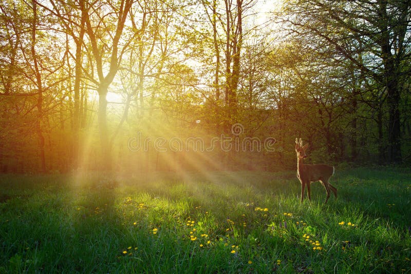 Art Spring Forest Nature Background. Natural Mountain Landscape ...