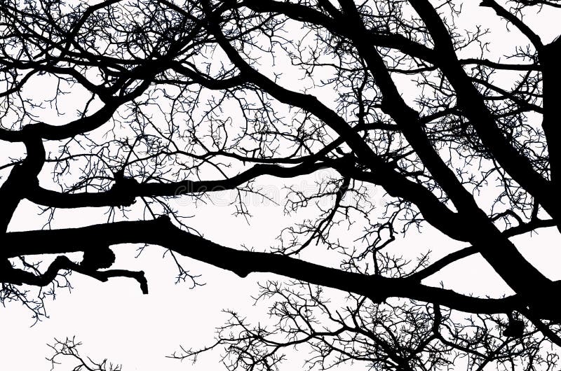 Art of Black Branches on White Background Stock Photo - Image of huge ...