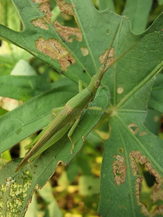 The Art of Camouflage: Grasshoppers Resting on Leaves Stock Photo ...