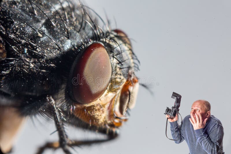 Art Collage Man with Camera Scared of Giant Fly Stock Image - Image of ...