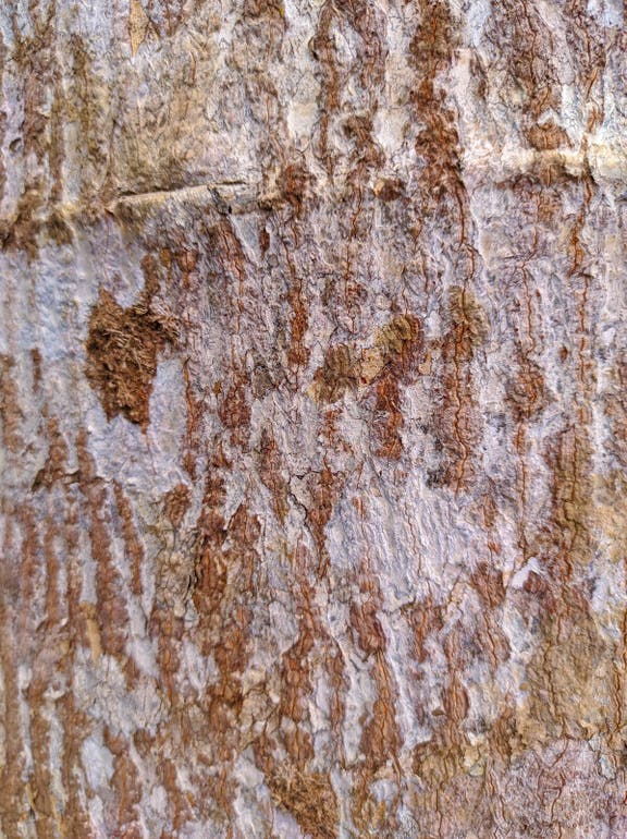 The Art of Color on a Stick of Bark Stock Photo - Image of autumn, tree ...