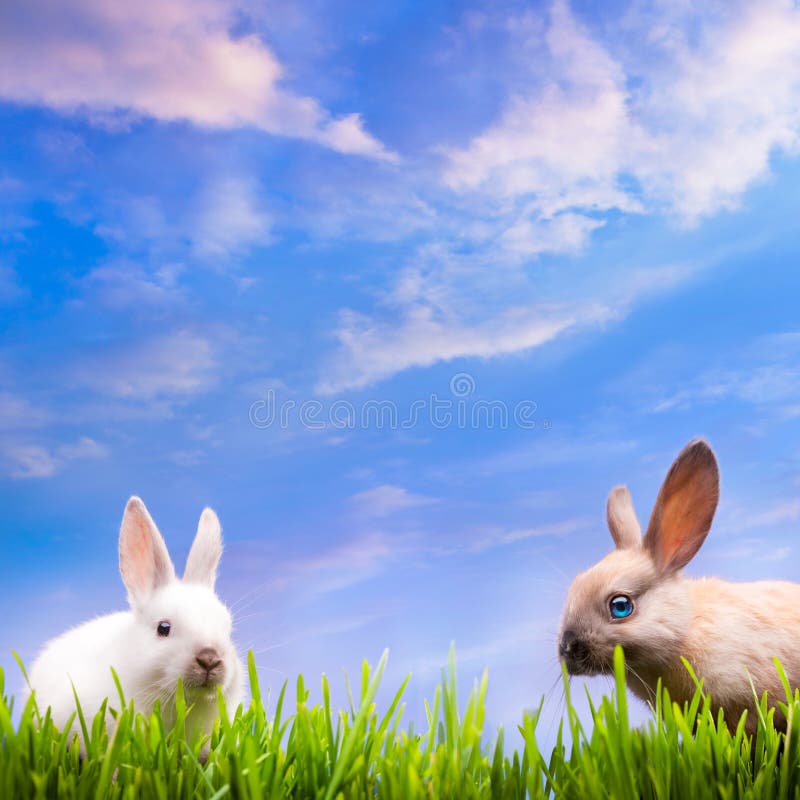 Art Baby Easter Bunny on Spring Green Grass Stock Photo - Image of ...