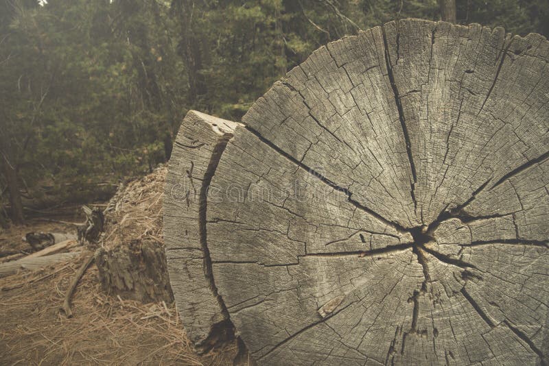 The Art of Crack Tree Cut Surface for Texture and Background or ...