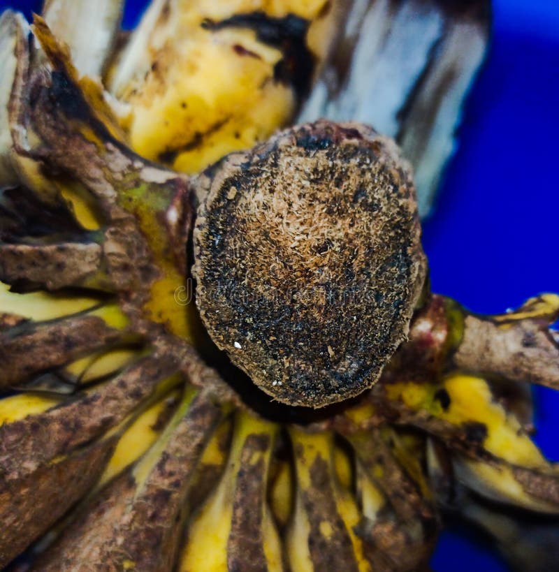 The Art of Cutting Cut Stalks Stock Photo - Image of cutting ...