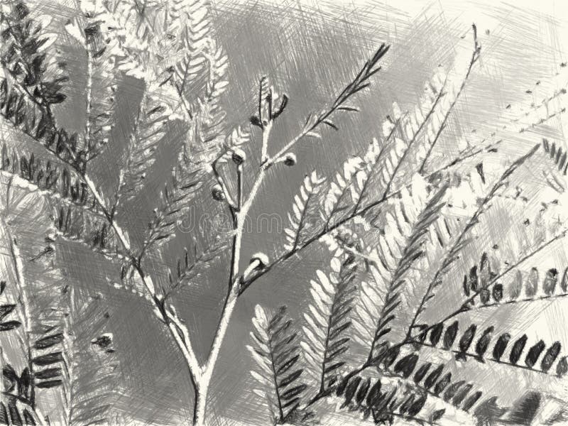 Drawing Black and White of Acacia Leaf Stock Illustration ...