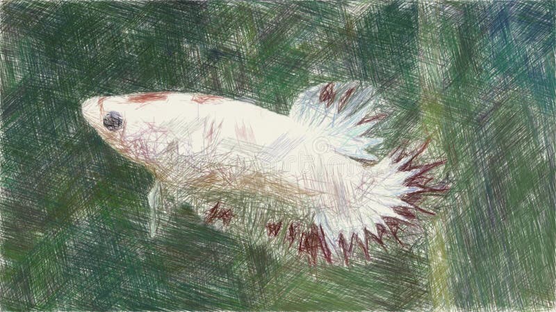 Art Drawing Color of Betta Fish Stock Video - Video of sketch, creative ...