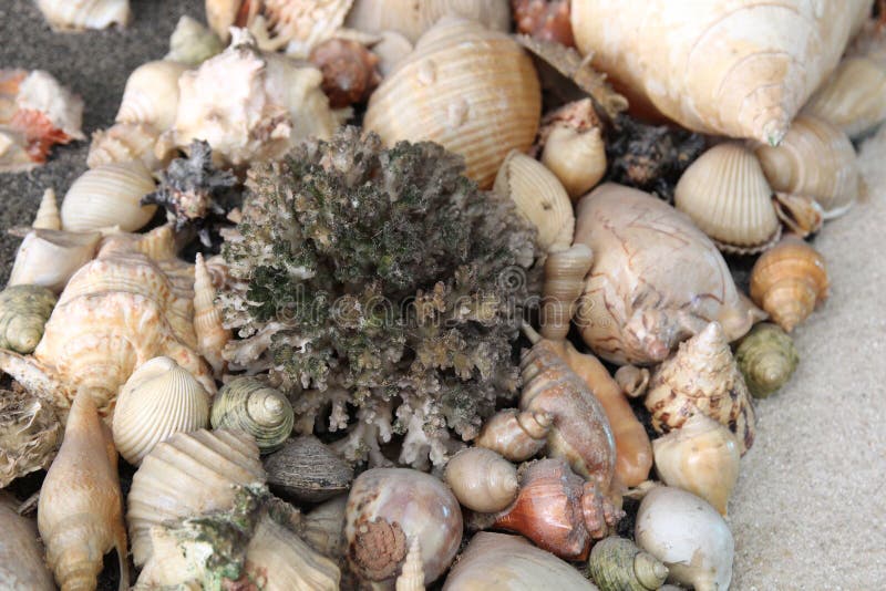 Outer pattern of shell stock image. Image of reptile - 99600009